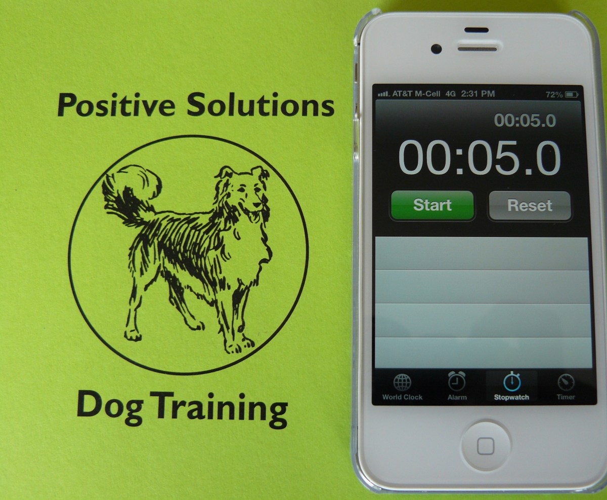 Take 5 Minutes to Train | Train Positive Dog!
